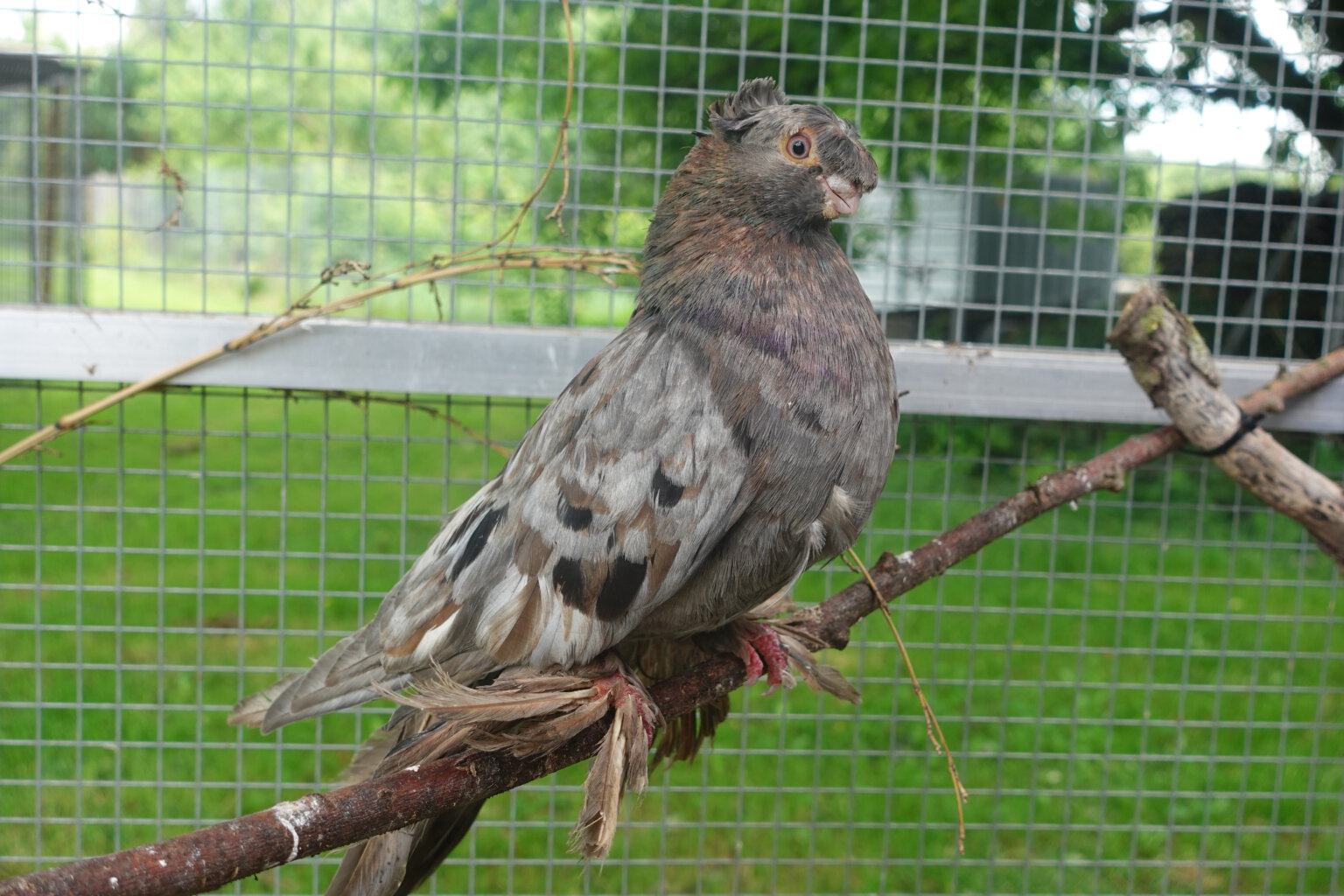 Tiervermittlung – Tierschutzverein Freiburg e.V.