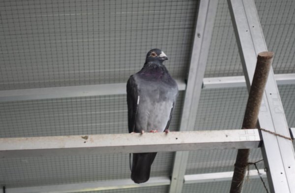 Tiervermittlung – Tierschutzverein Freiburg e.V.