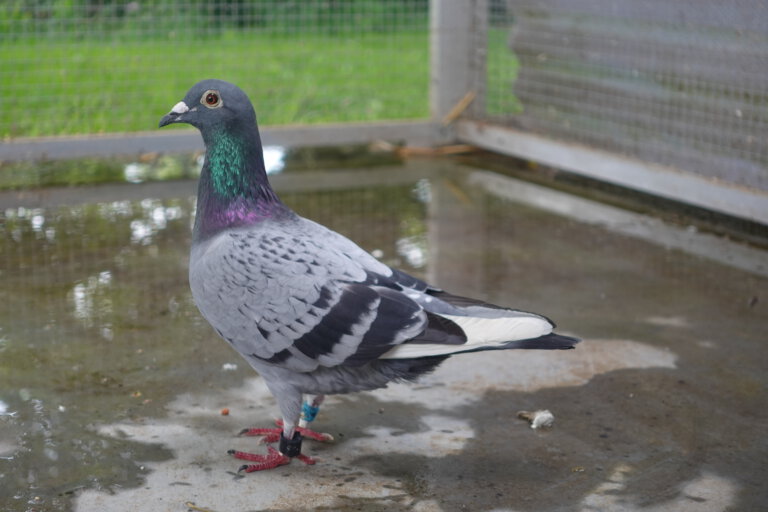 Tiervermittlung – Tierschutzverein Freiburg e.V.